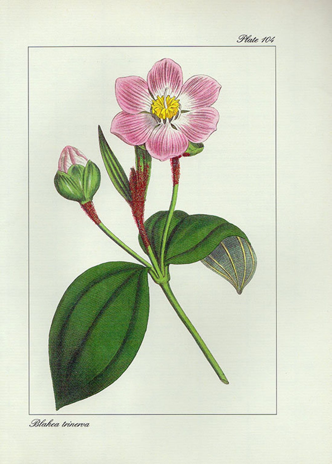 Vintage BLAKEA TRINERVA Botanical Print Antique Flowers 104 Plant Print ...