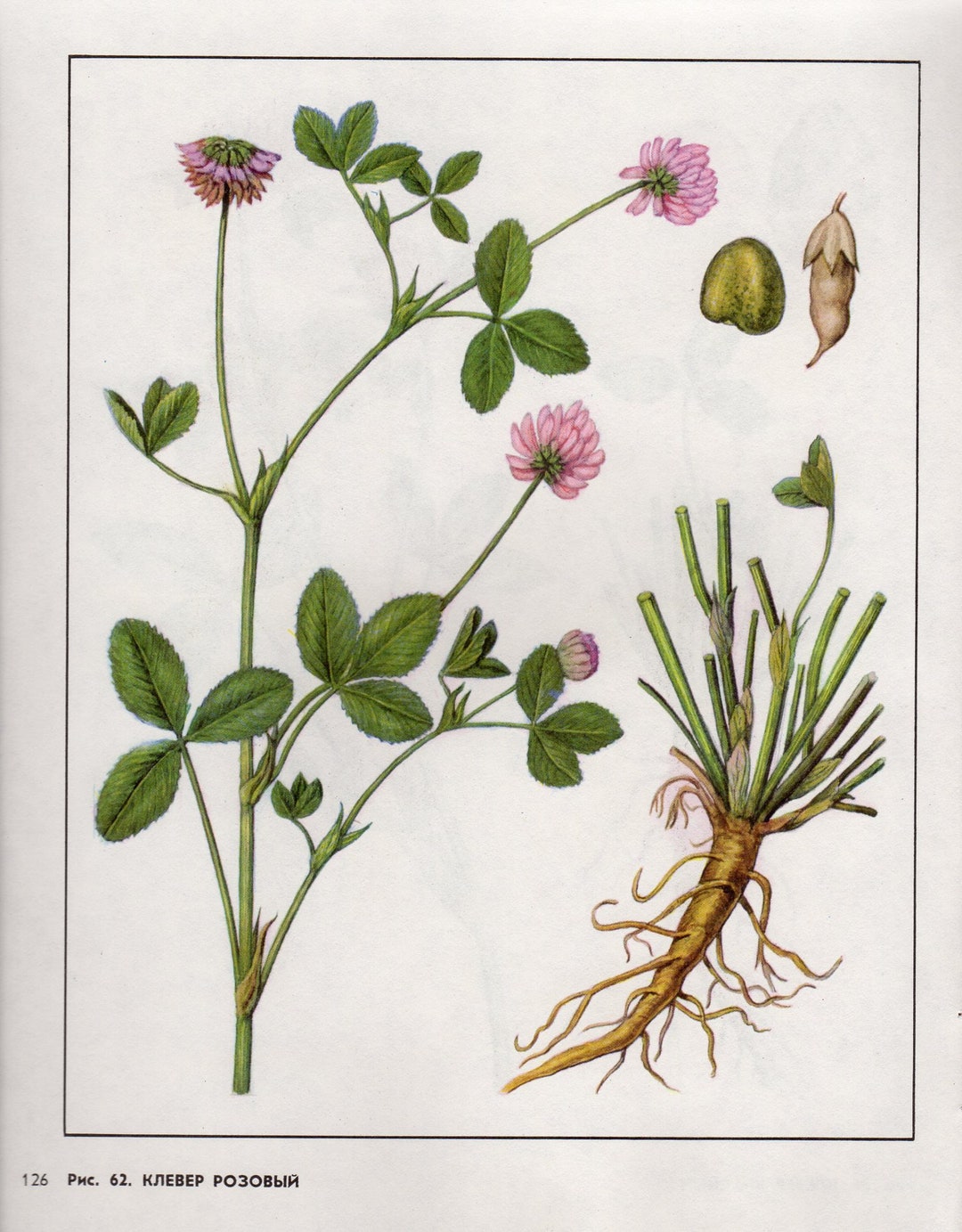 Vintage BOTANICAL Chart Print Wild Plants Herbs 126 Varieties Botany ...