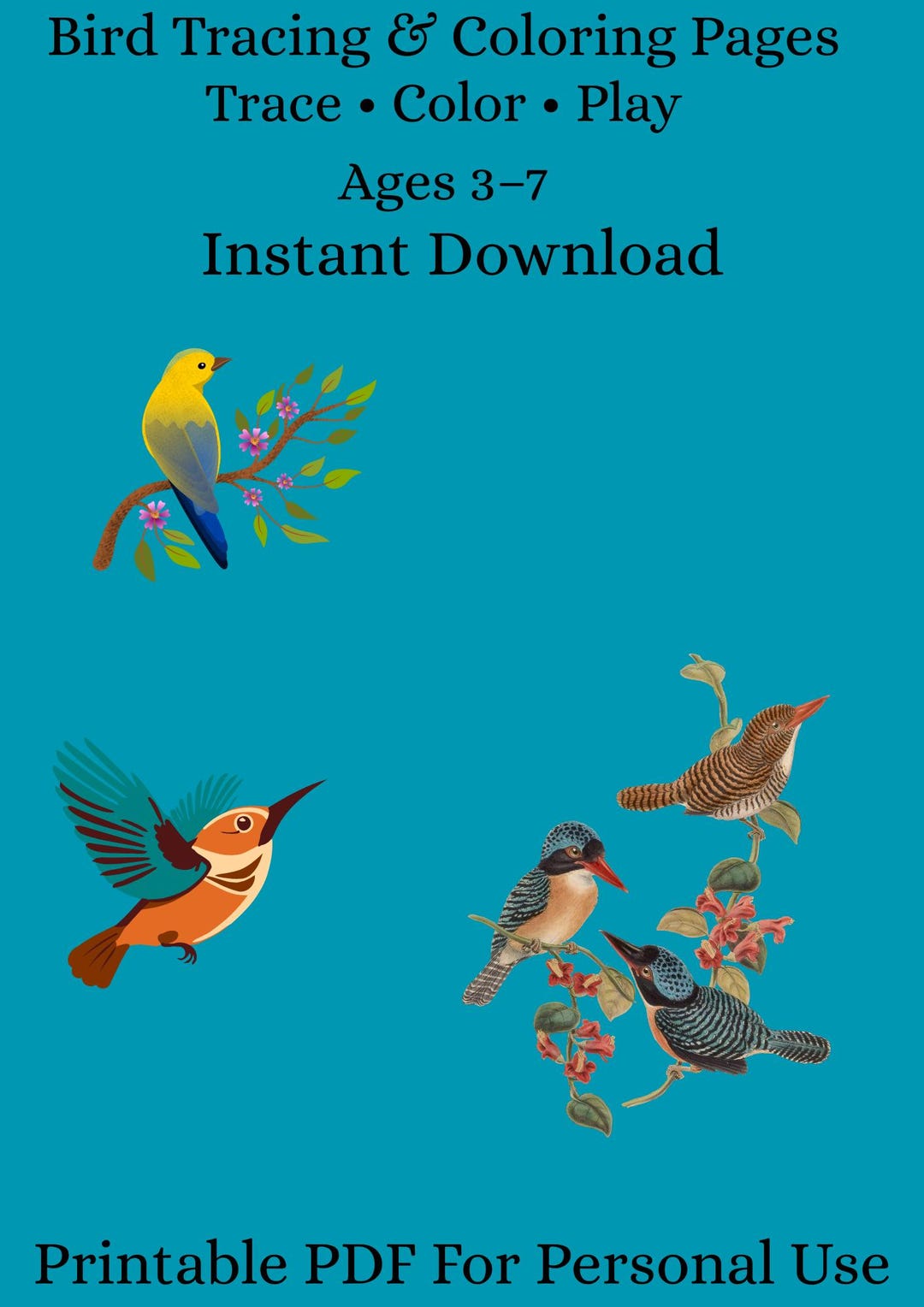 Cute Birds Tracing and Colouring PDF - Etsy