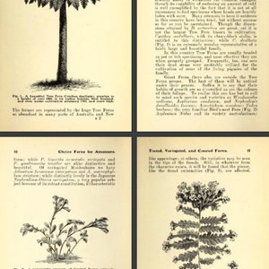 FERNS for AMATEURS Their Culture and Management Including Comprehensive ...