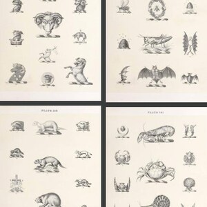 5000 FAMILY CRESTS of Great Britain & Ireland for Designers ...