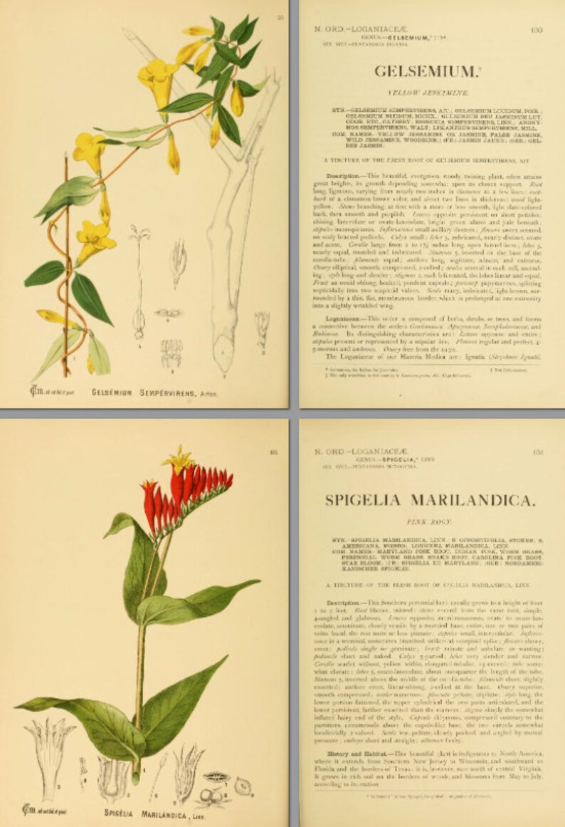 American Homeopathic Plants 369 Pages Printable Rare - Etsy