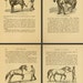 The Art of TAMING and EDUCATING HORSES 1130 Pages Printable With 944 ...