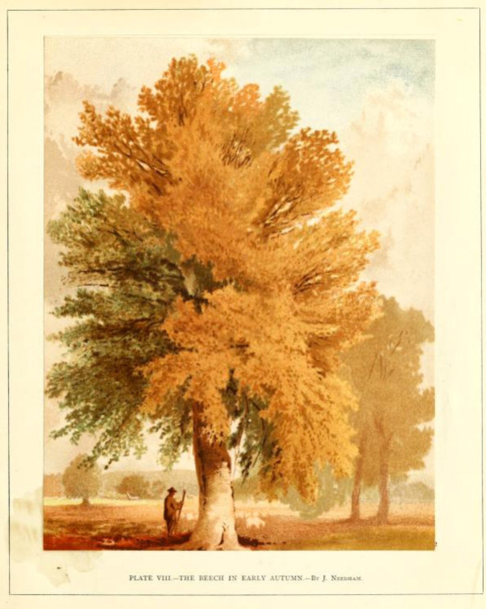 Illustrated How To Draw OakAshBeech Trees in Pencil and | Etsy