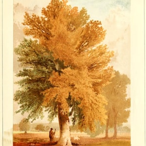 Illustrated How to Draw Oak~ash~beech Trees in Pencil and Water Colors ...