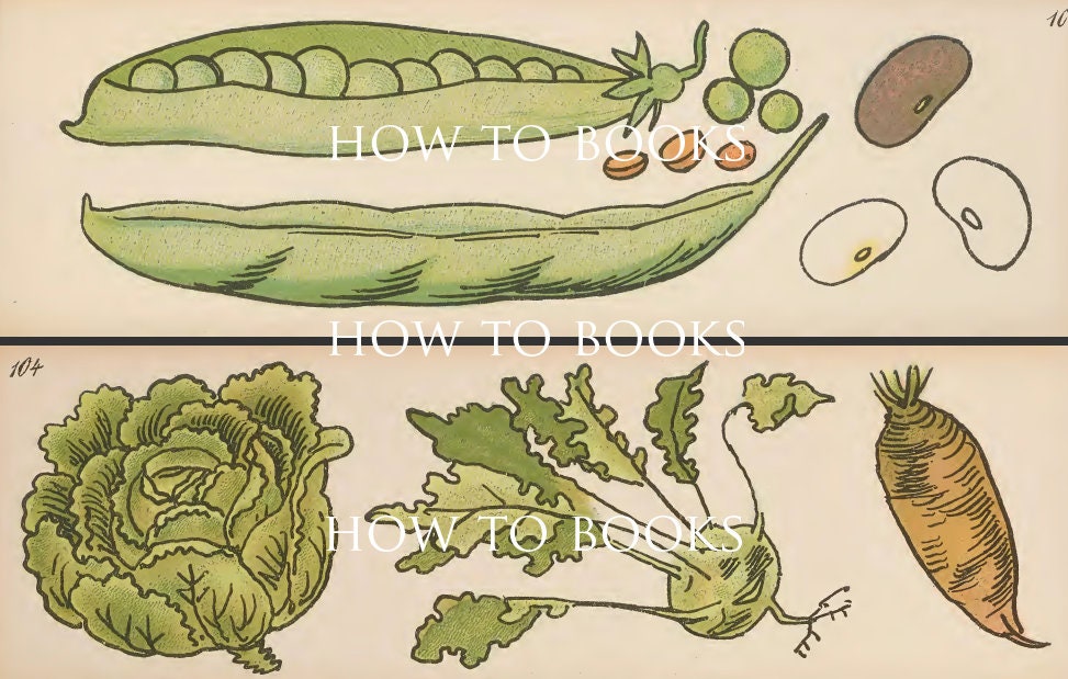 1000 Color Daily Life ILLUSTRATIONS Childrens Instructive - Etsy