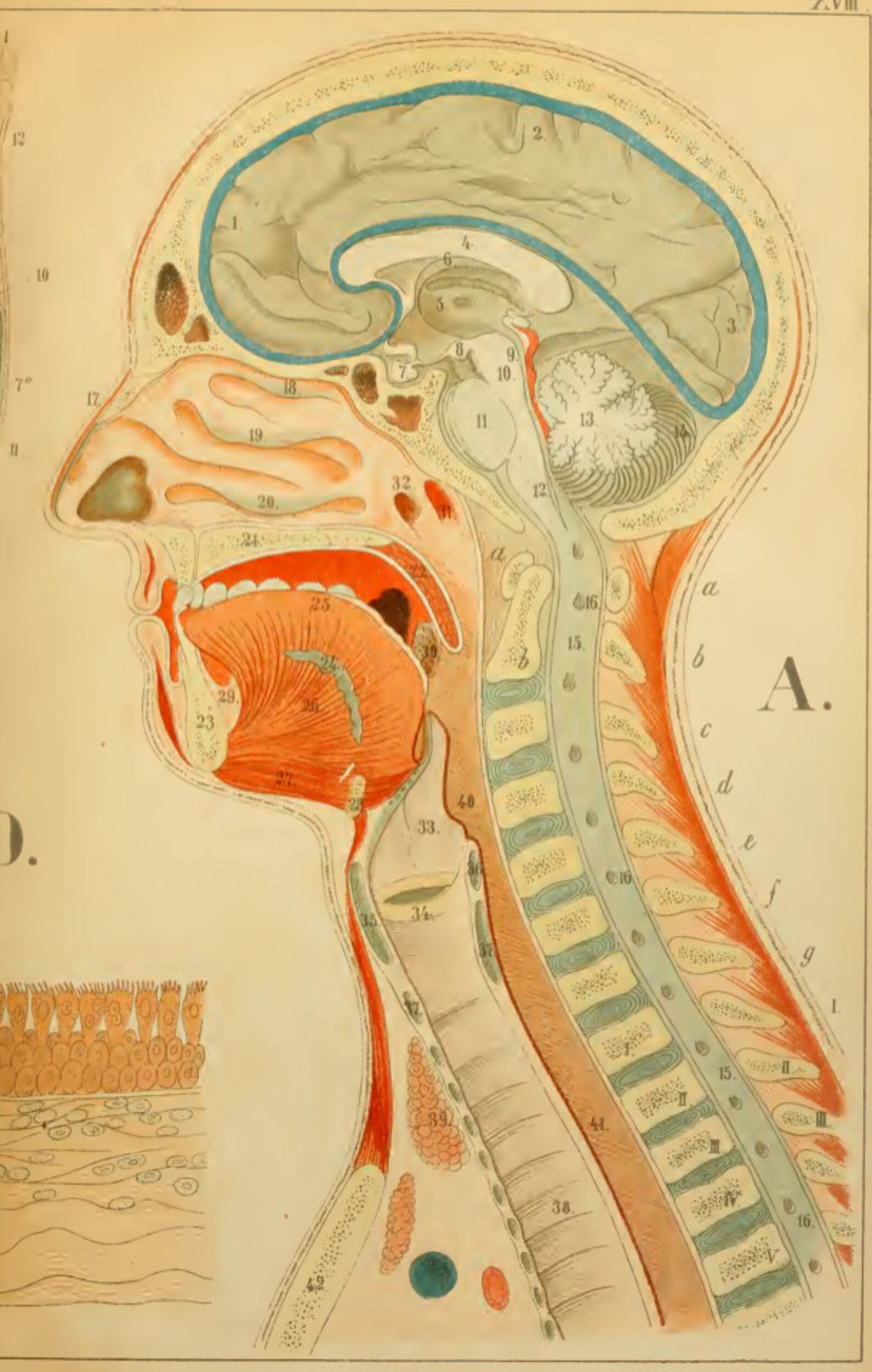 Color ATLAS of ANATOMY RARE Anatomical Book 61 Pages Printable or Read ...