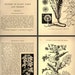 Plant Forms in ART DESIGN Rare Illustrated Book on the Use of - Etsy
