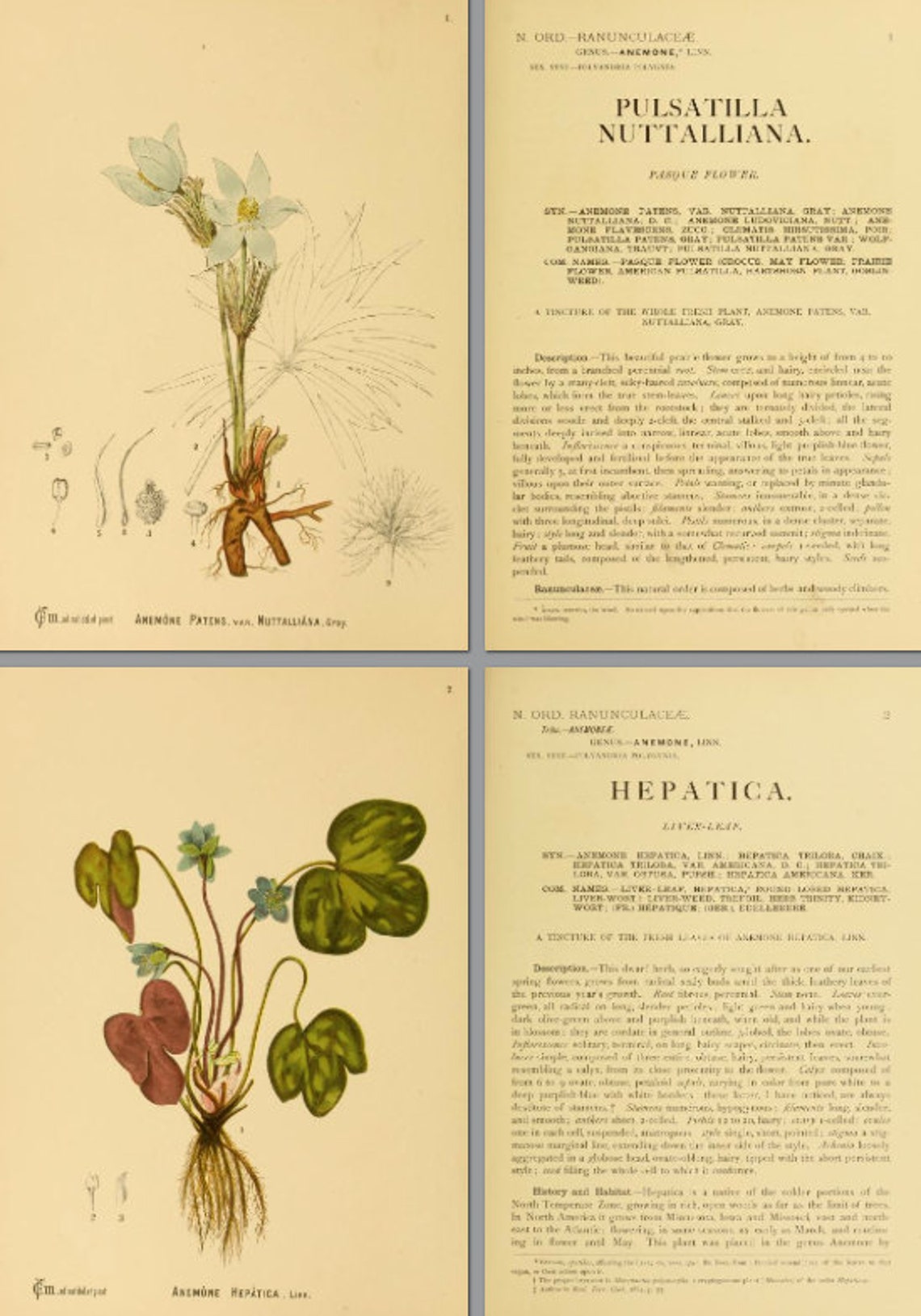 American Homeopathic Plants 439 Pages Rare Illustrated and - Etsy