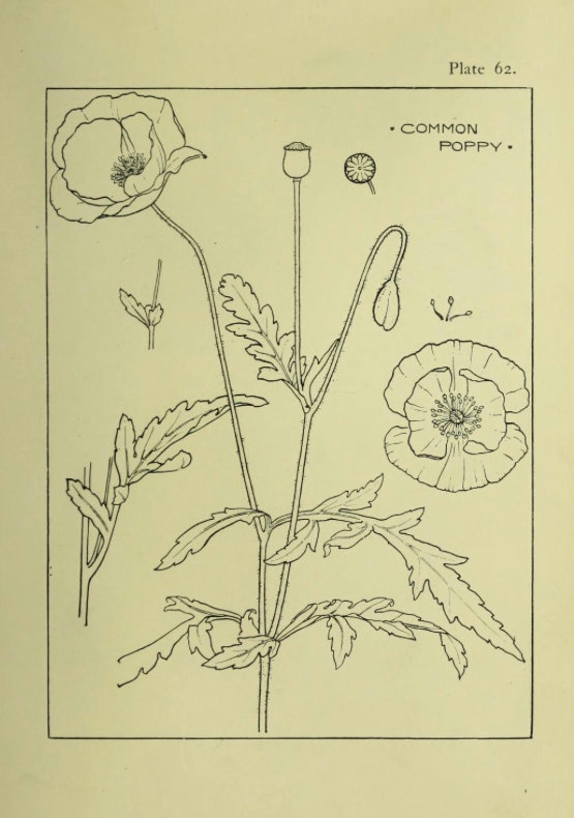 A Handbook of PLANT FORM for Students of DESIGN Rare Book With 800 ...