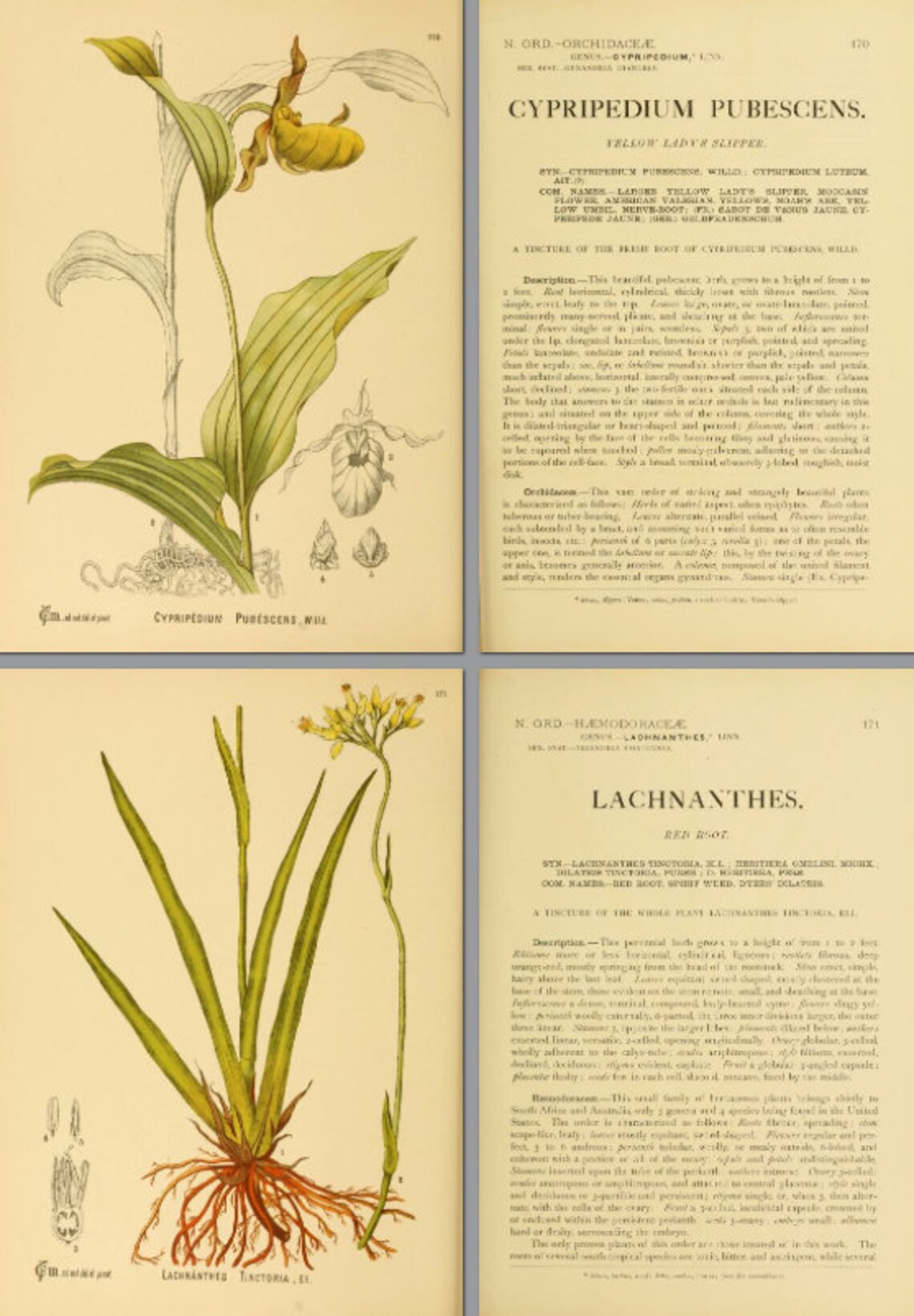 American Homeopathic Plants 369 Pages Printable Rare - Etsy