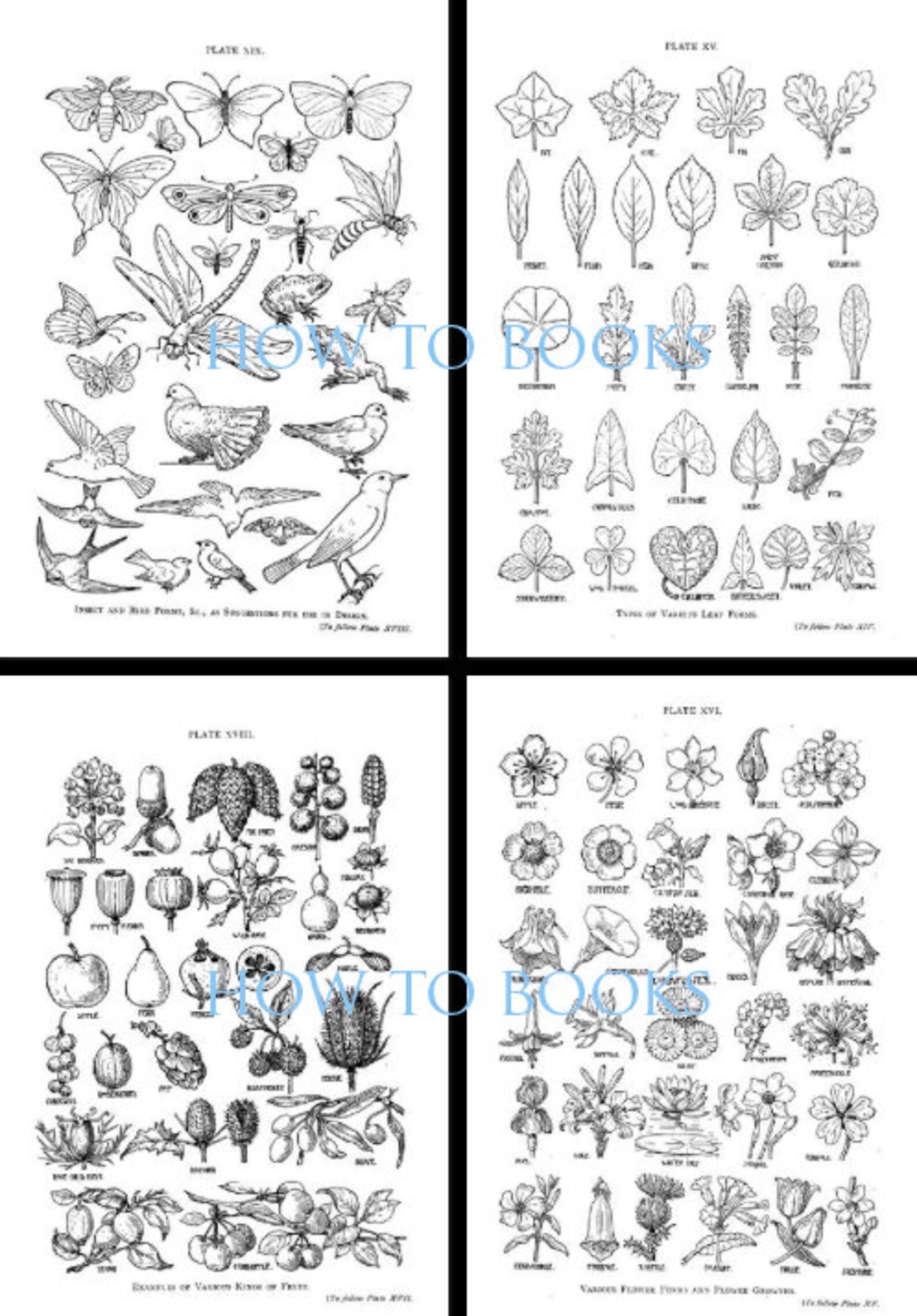 Beginners GUIDE to ORNAMENTAL DESIGN With 300 Royalty Free ...