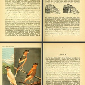 The Illustrated Book of CANARIES and CAGE BIRDS British & Foreign Rare ...
