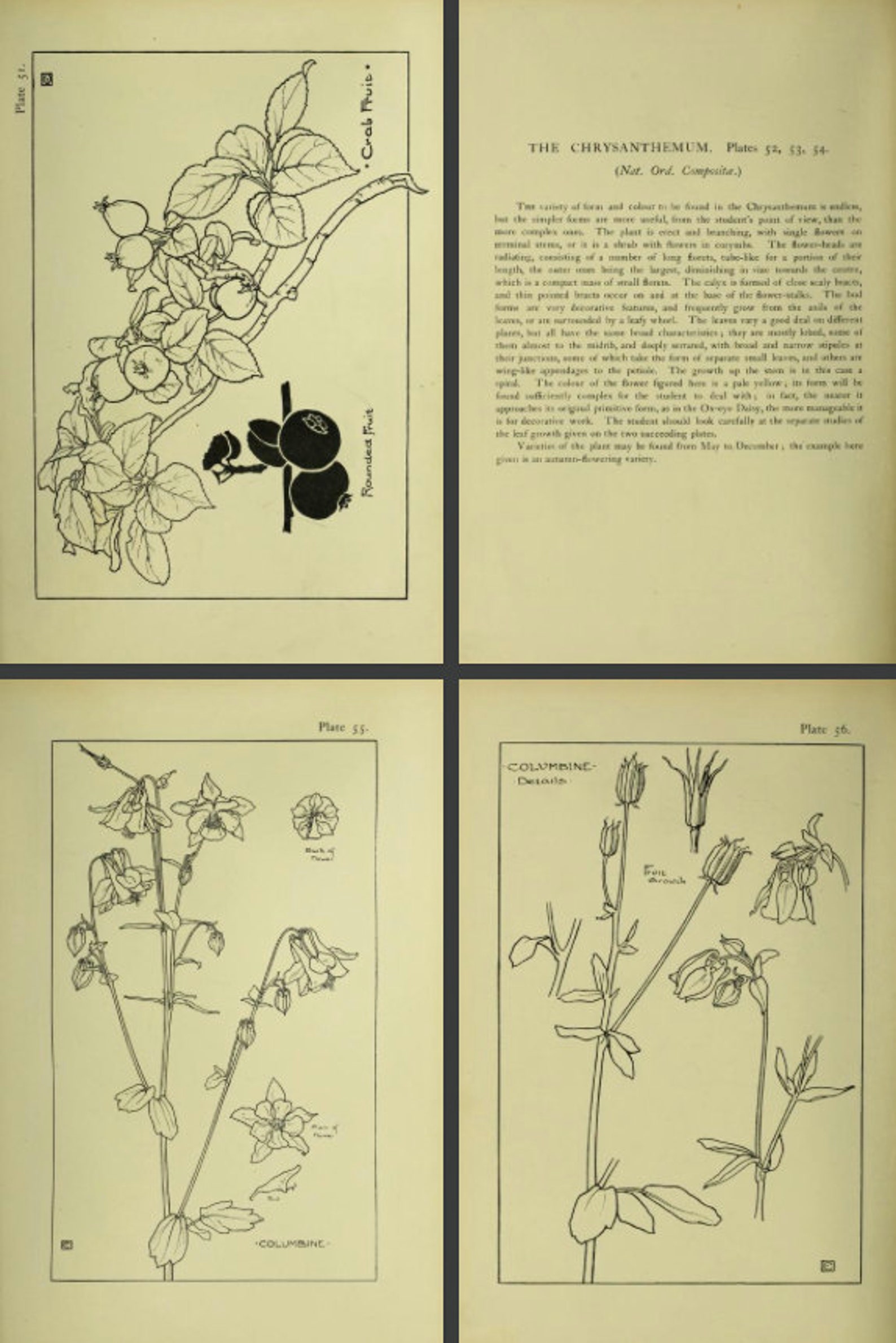 A Handbook of PLANT FORM for Students of DESIGN Rare Book With 800 ...