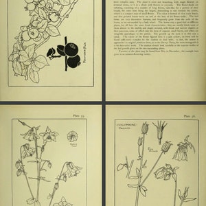 A Handbook of PLANT FORM for Students of DESIGN Rare Book With 800 ...