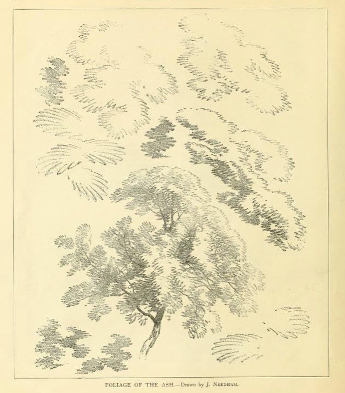 Illustrated How To Draw OakAshBeech Trees in Pencil and | Etsy