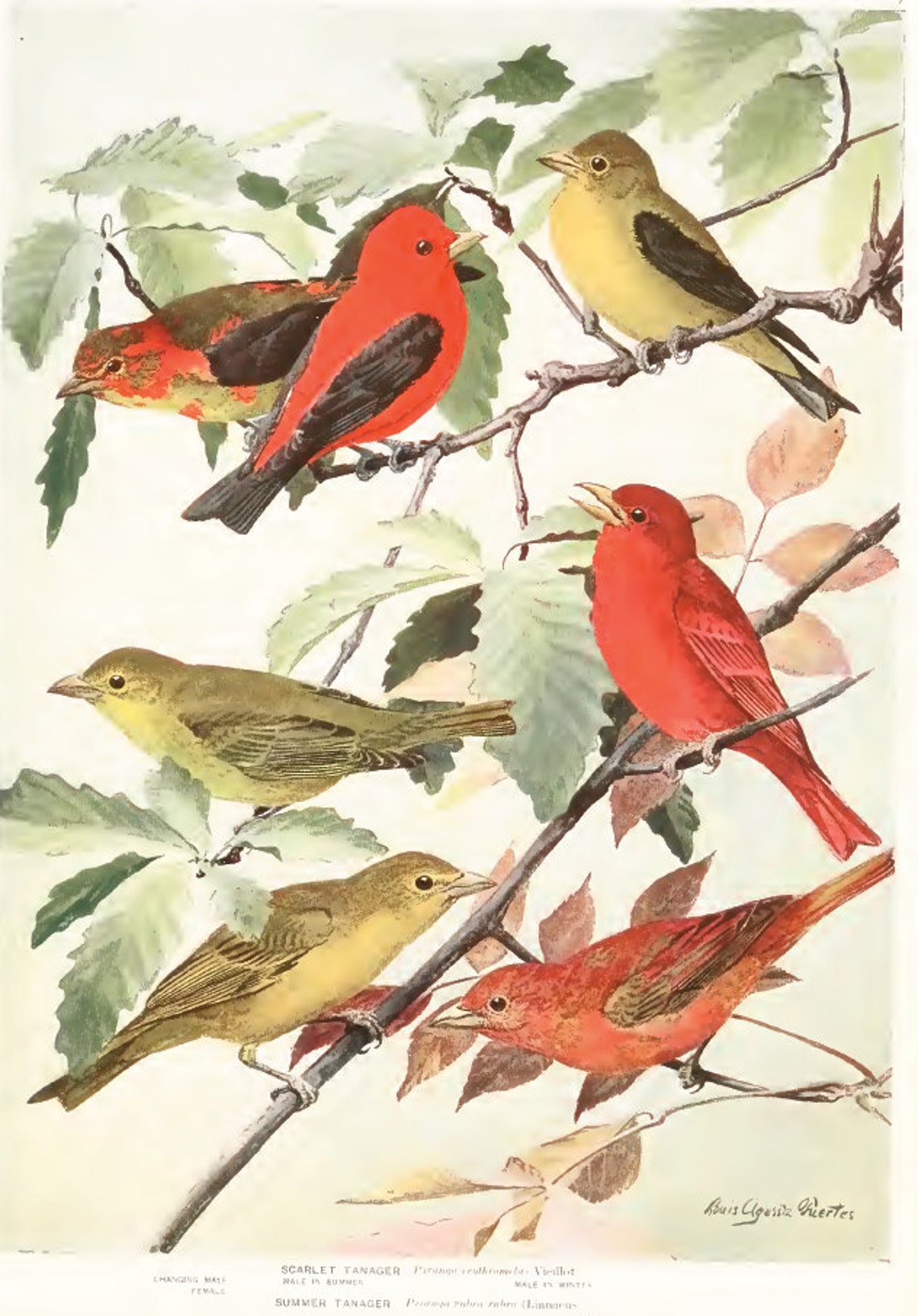 All ABOUT BIRDS of AMERICA Volume 3 Rare illustrated Guide 340 | Etsy