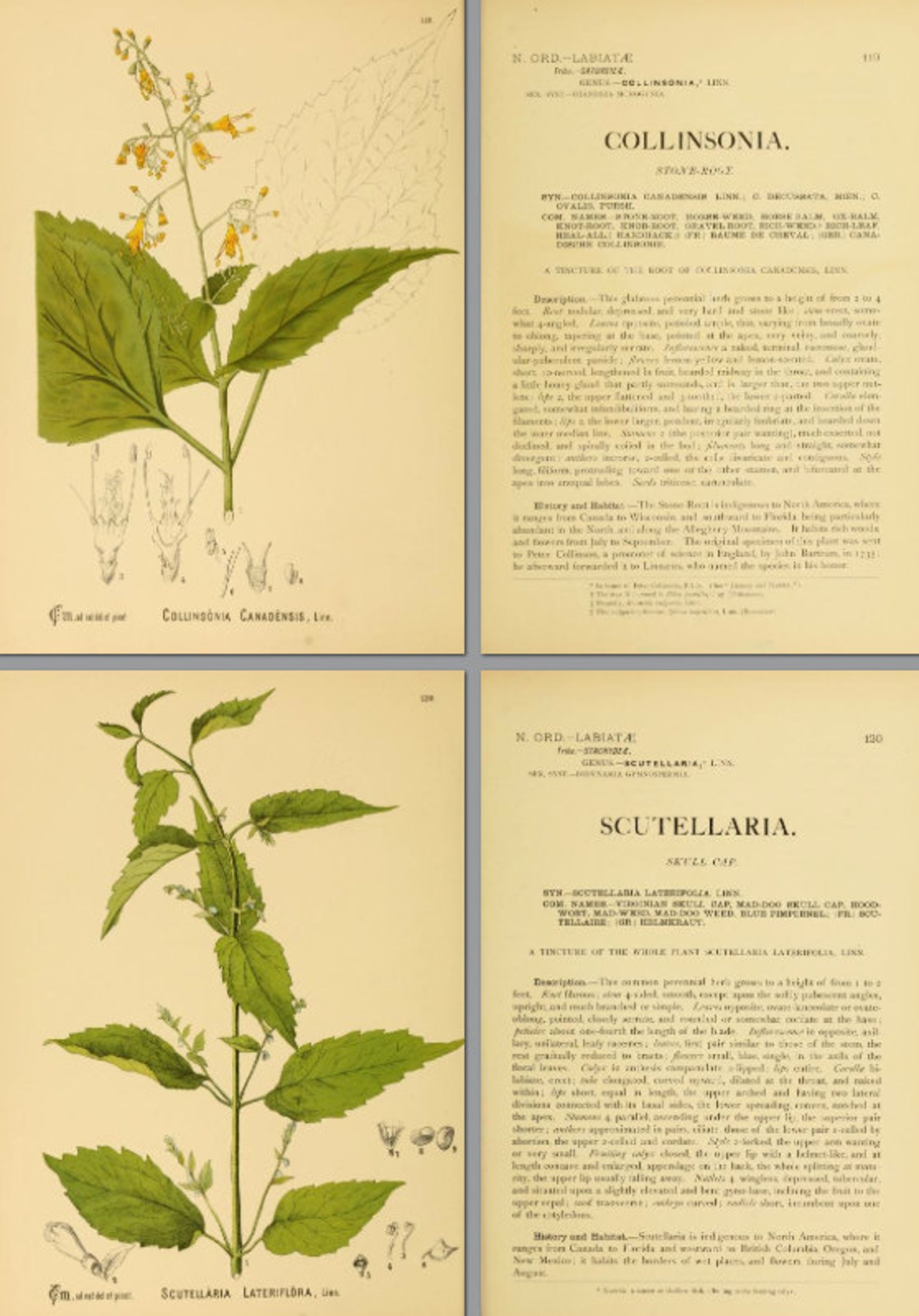 American Homeopathic Plants 369 Pages Printable Rare - Etsy