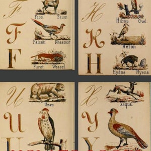 FRENCH ILLUSTRATED Pictorial Animal ALPHABET Colorful Book 14 Pages ...