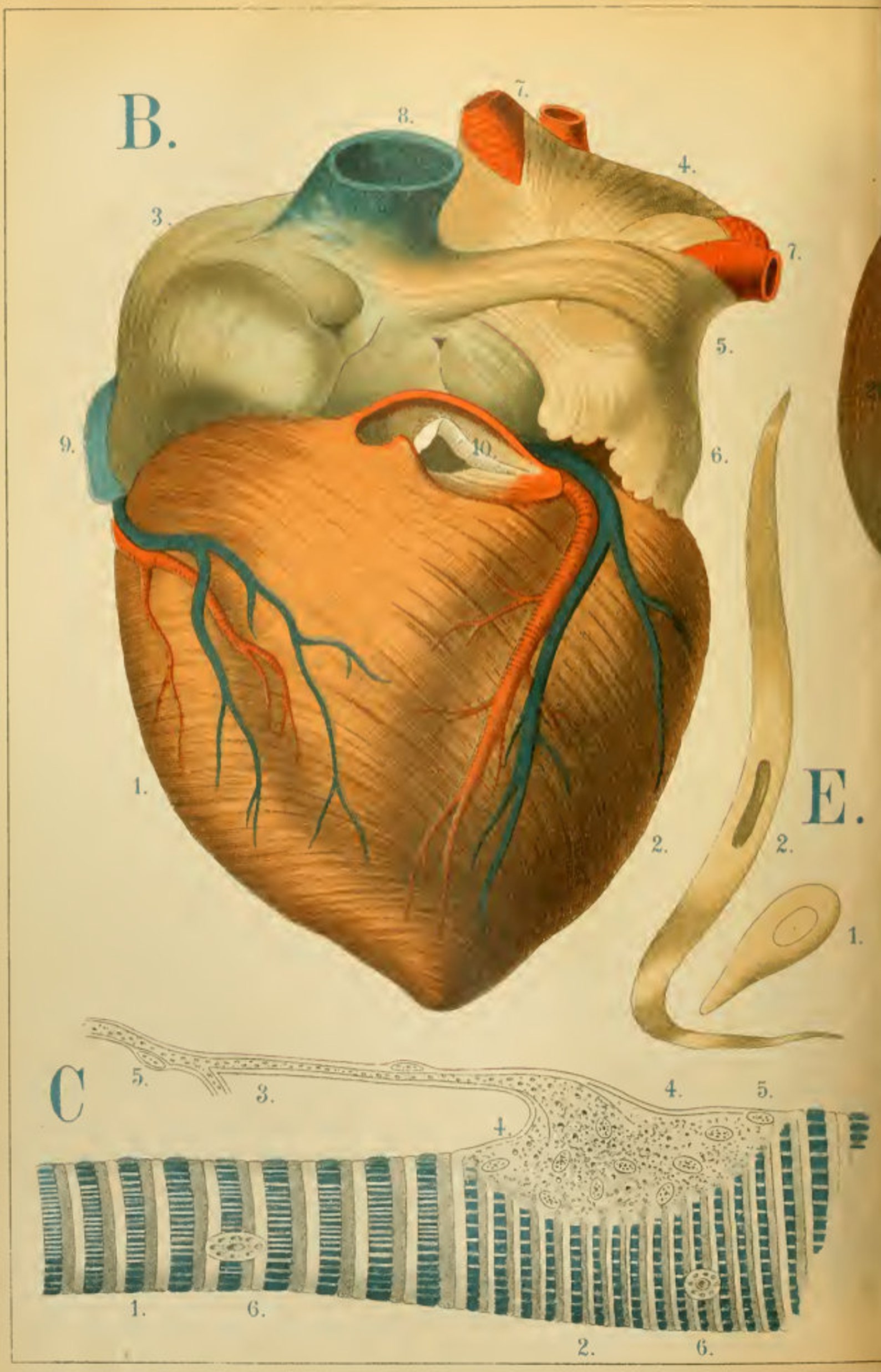 Color ATLAS of ANATOMY RARE Anatomical Book 61 Pages Printable or Read ...