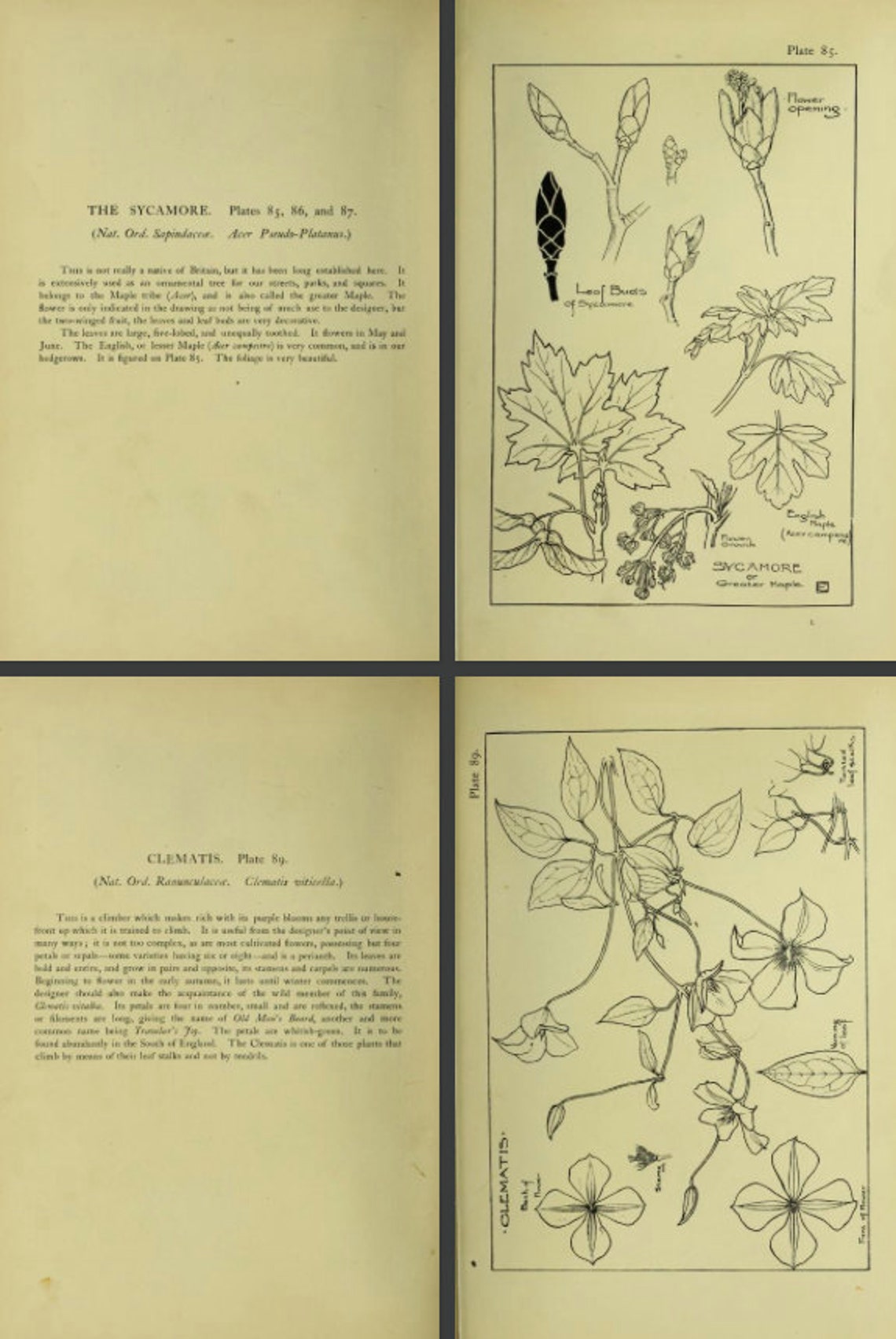 A Handbook of PLANT FORM for Students of DESIGN Rare Book With 800 ...