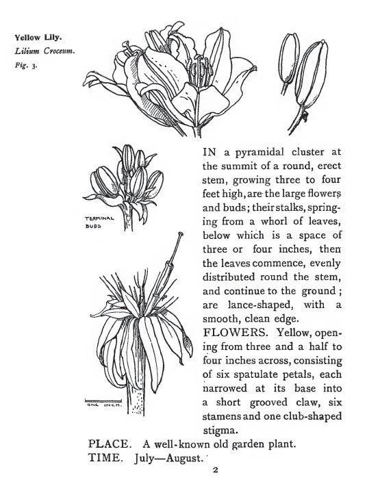 The Illustrated Guide to PLANT and FLORAL STUDIES 152 Pages of ...