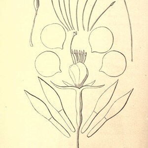 The Art of Modelling WAX FLOWERS and FRUIT Rare Victorian Guide on How ...