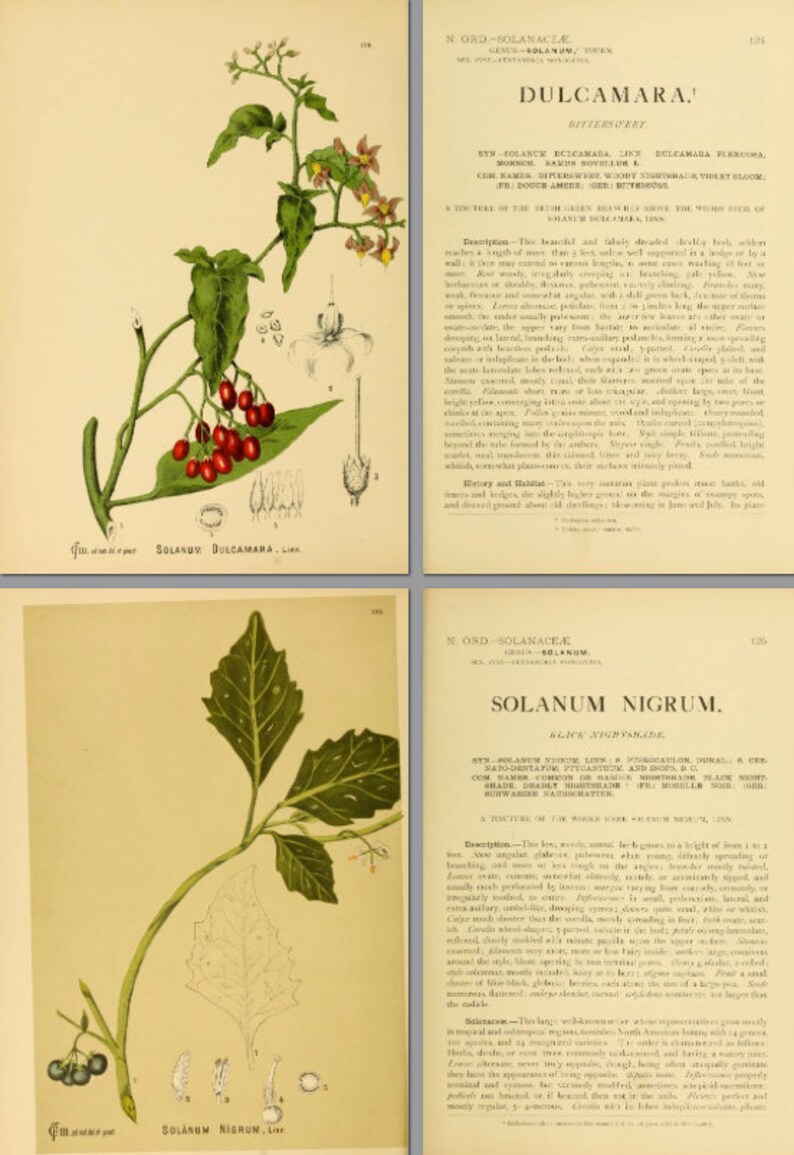 American Homeopathic Plants 369 Pages Printable Rare - Etsy