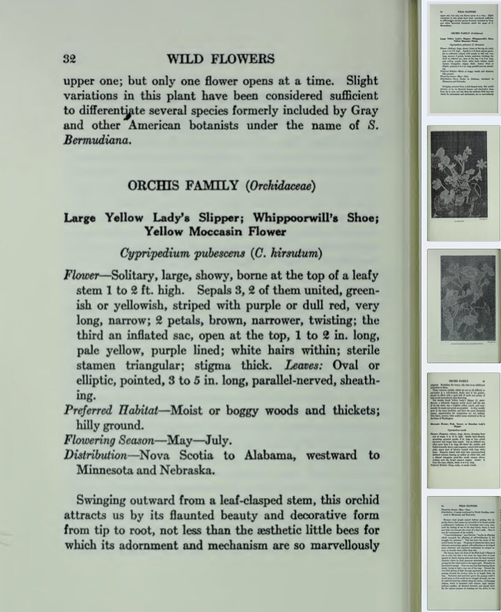 WILDFLOWERS REFERENCE GUIDE Illustrations and Wild Flower Descriptions ...