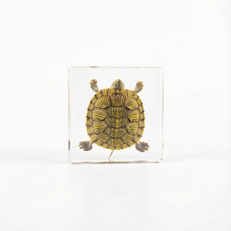 Real Marine Life Specimen in Resin - Taxidermy Art for Science ...