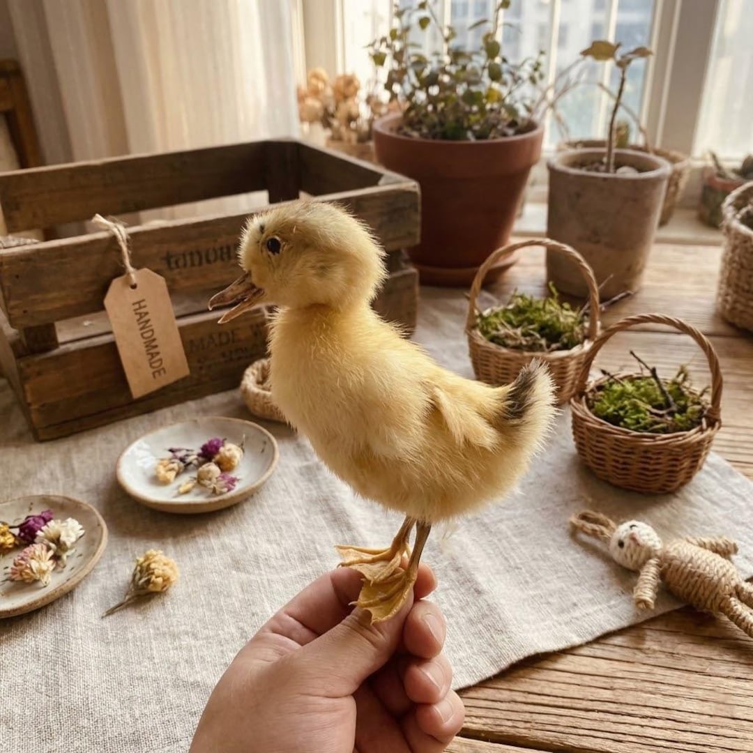 Real Taxidermy Duckling - Yellow Baby Duck Specimen Oddities and ...
