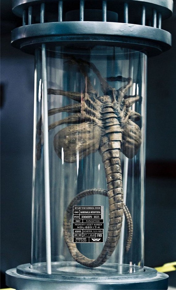 Xenomorph Facehugger