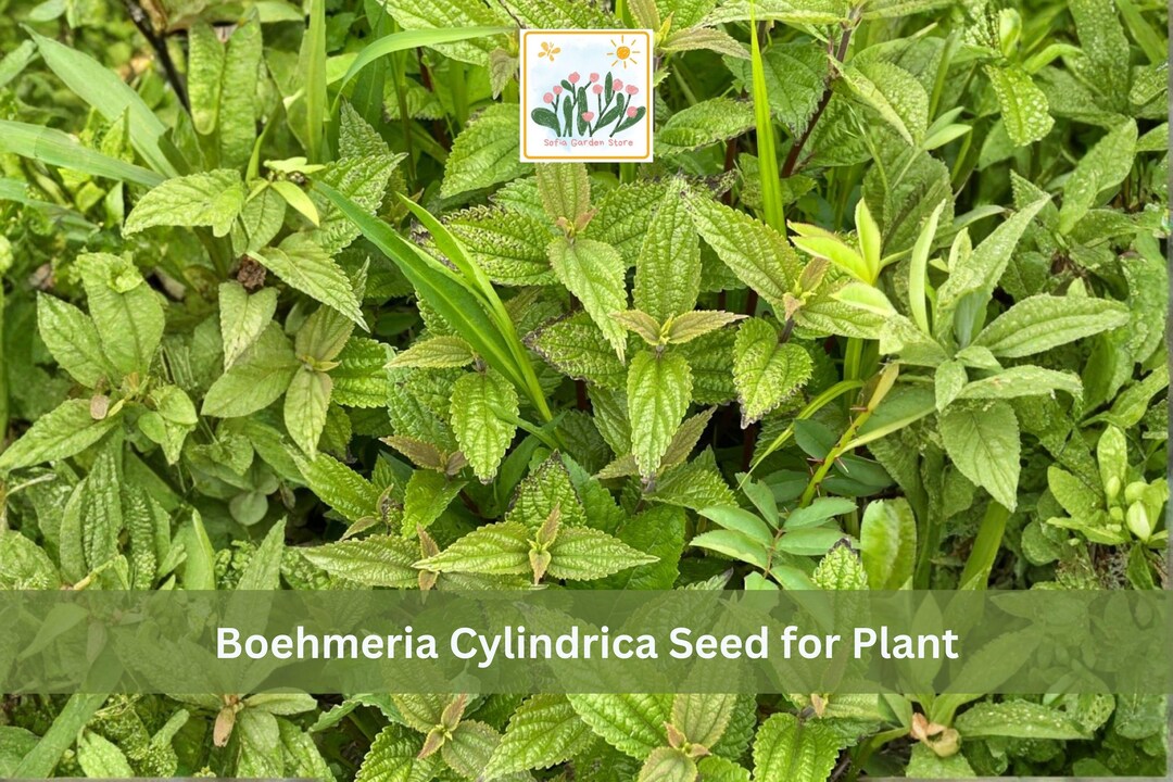 100 Smallspike False Nettle Seeds | Boehmeria Cylindrica | Native ...