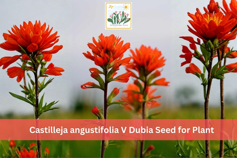 300 Northwestern Indian Paintbrush Seeds | Castilleja Angustifolia Var ...
