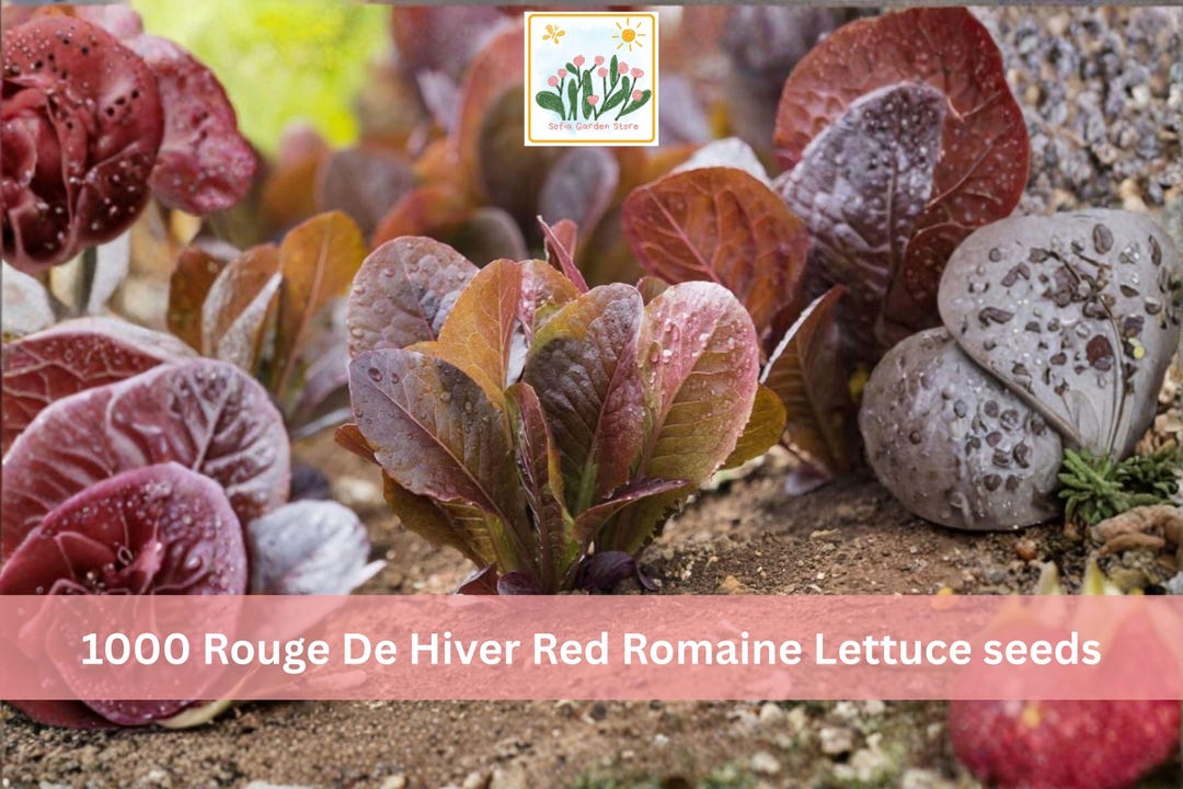 Rouge De Hiver Red Romaine Lettuce Seeds 1000pcs – Heirloom Vegetable ...