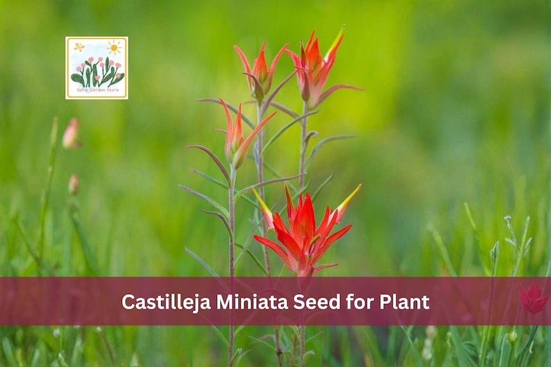 300 Giant Red Indian Paintbrush Seeds | Castilleja Miniata | Native Red ...