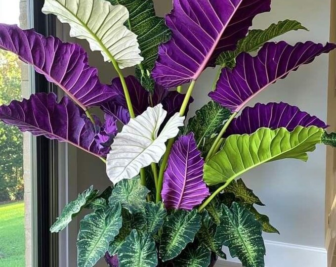 50pcs Mixed Monstera Seeds – Rare Tropical Foliage Houseplant for ...