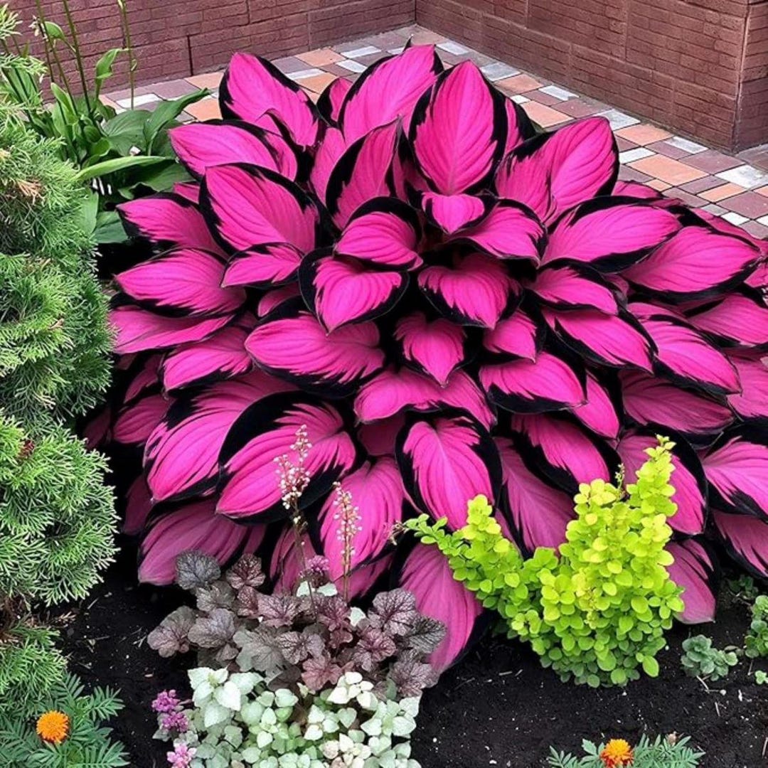 327+ Rare Hosta Seeds Perennial | Rainbow Hosta & Coleus Mix | Non-gmo ...