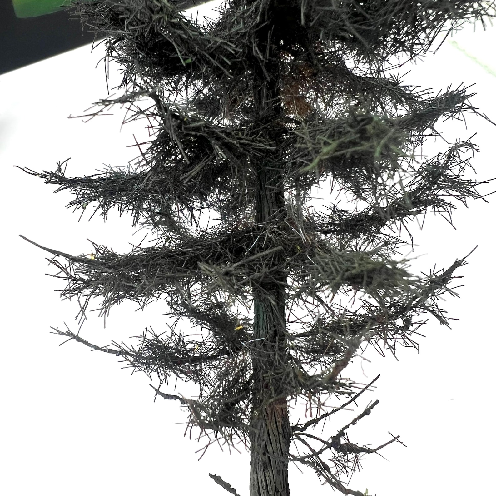 Handcrafted Model Fir Pine Tree, Realistic Scenery, 9/11.8 Inch - Etsy