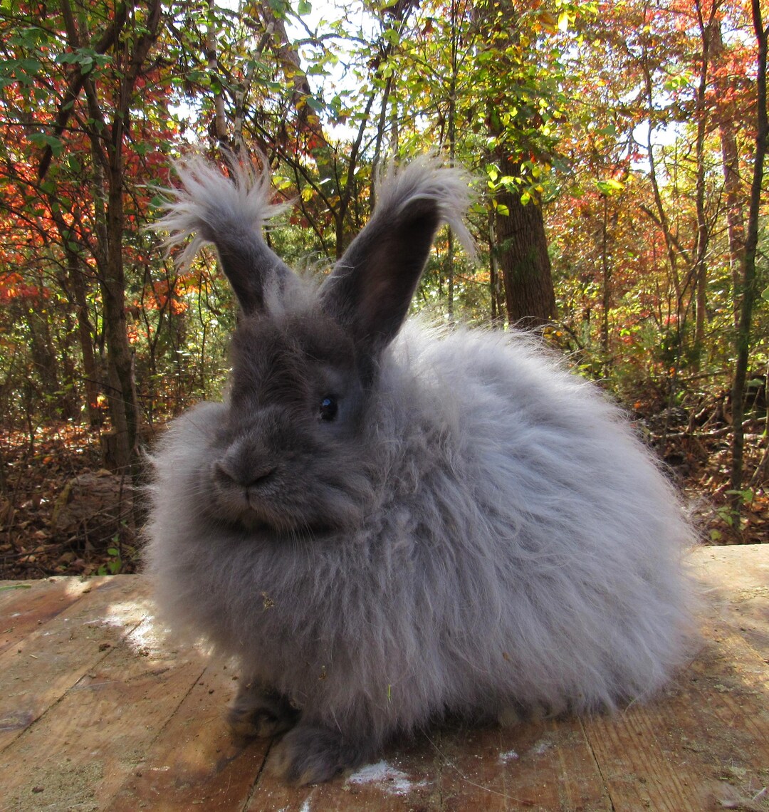 Angora Wool Fiber - 100% Raw - All Natural - Blue - Etsy