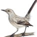Mockingbird Original Colored Pencil Drawing Print | Etsy