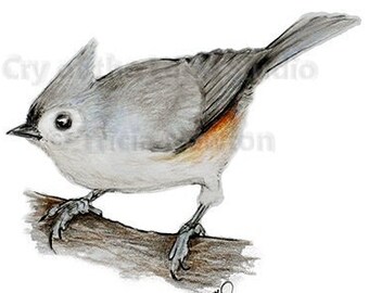 5x7 Original Colored Pencil Drawing of Bird, Tufted Titmouse Bird Art ...