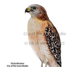 Red Shouldered Hawk - Etsy