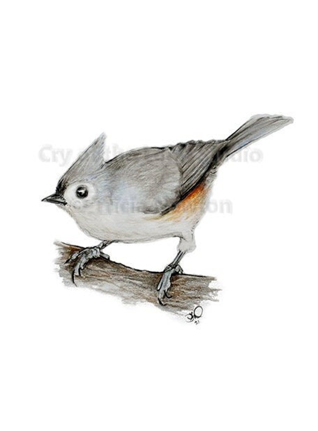 Original Tufted Titmouse Colored Pencil Drawing Reproduction - Etsy