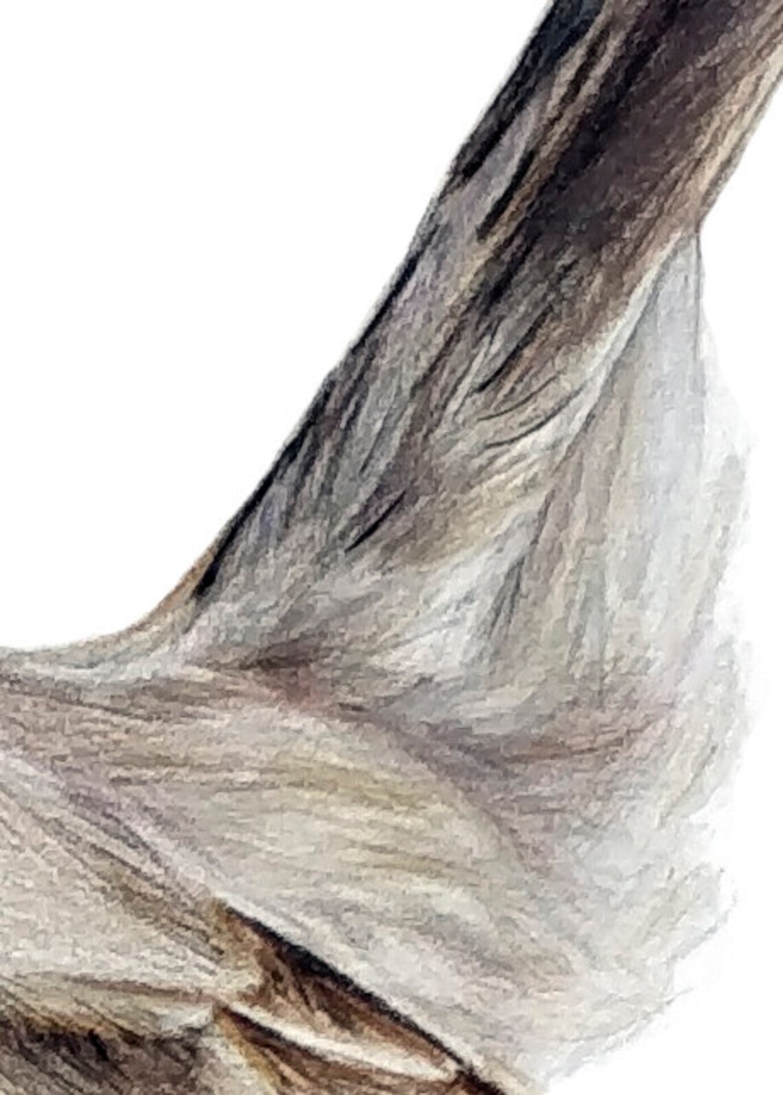 Mockingbird Original Colored Pencil Drawing Print | Etsy