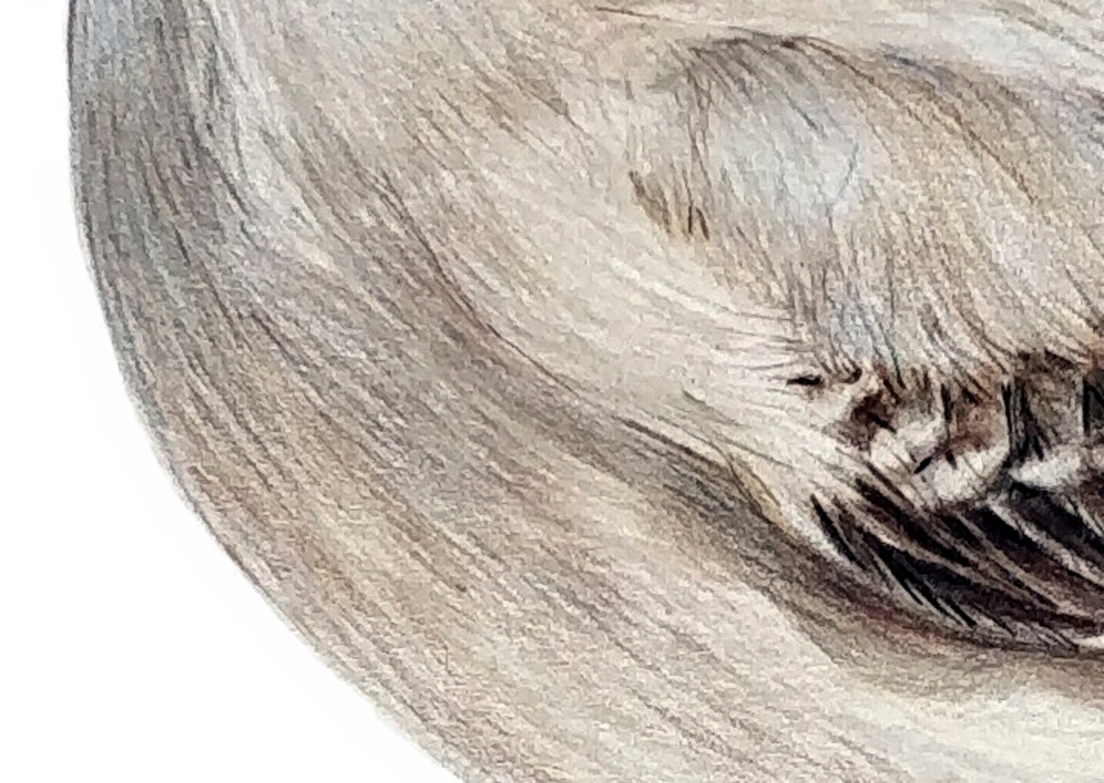 Mockingbird Original Colored Pencil Drawing Print | Etsy