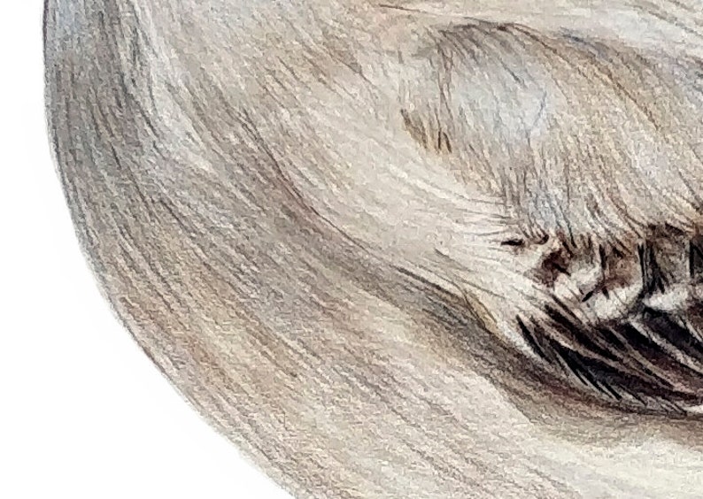 Mockingbird Original Colored Pencil Drawing Print | Etsy