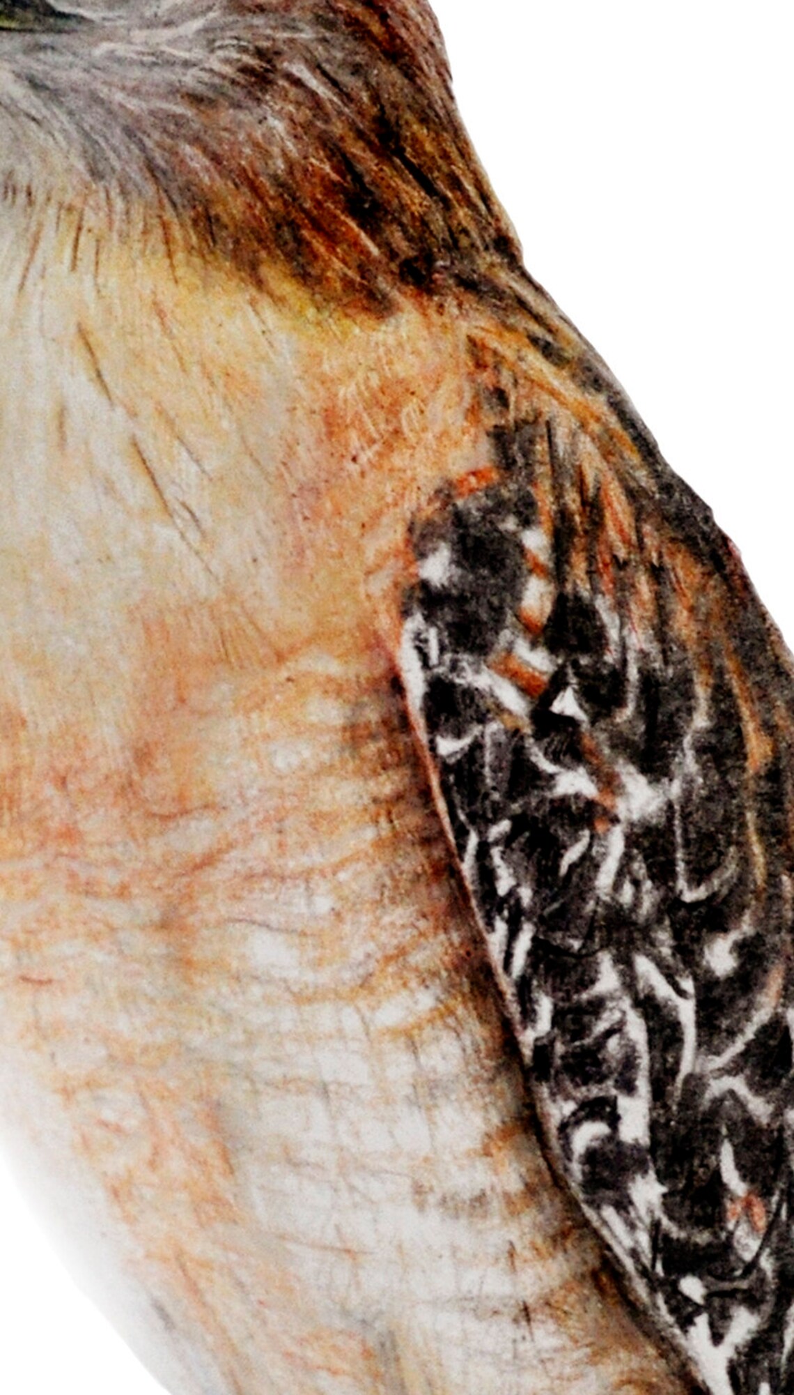 Red Shouldered Hawk original colored pencil drawing print - Etsy Italia