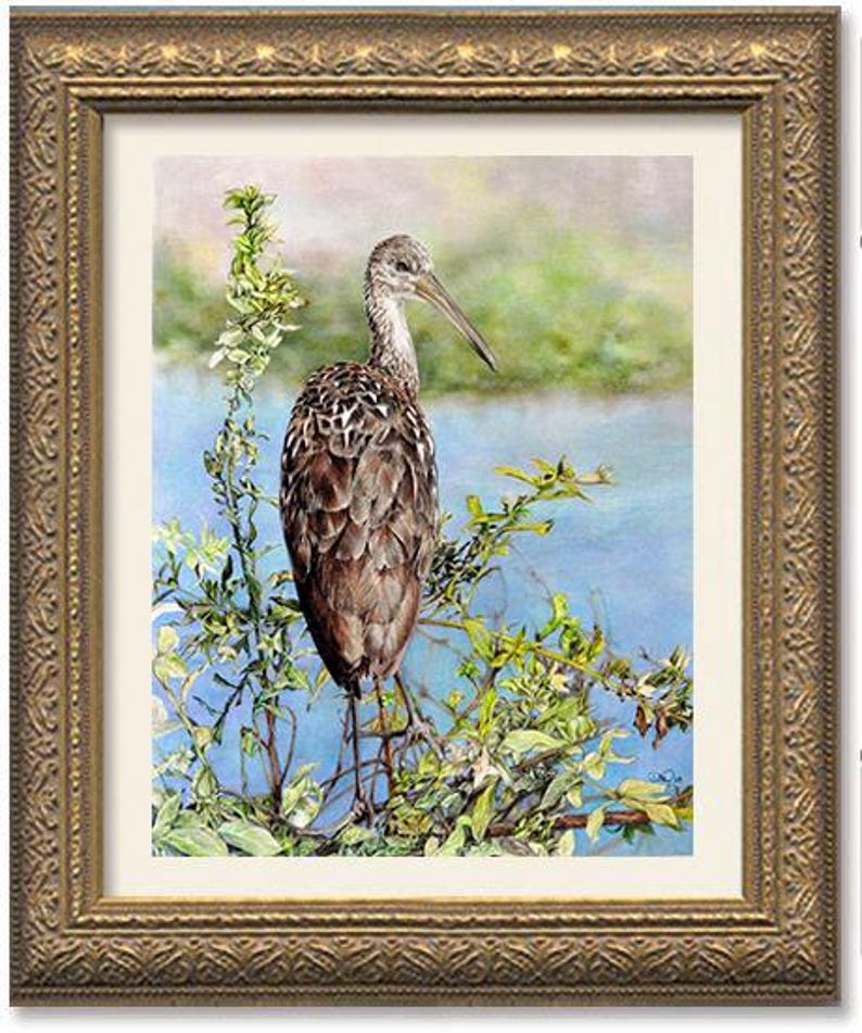 Original Limpkin Colored Pencil Drawing Art Reproduction - Etsy