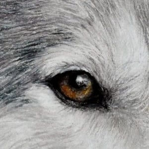 Grey Wolf Colored Pencil Drawing Reproduction - Etsy
